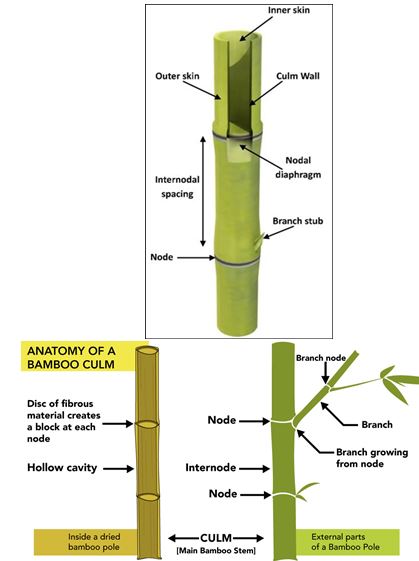 Application of Bamboo in Building Construction